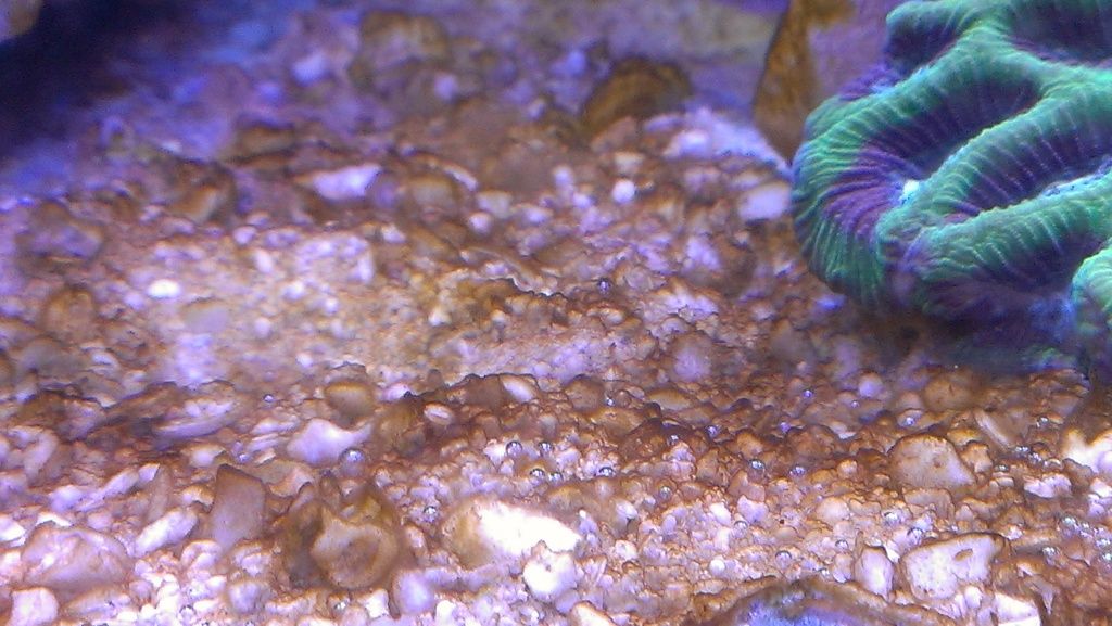 Bubble algae | Reef2Reef