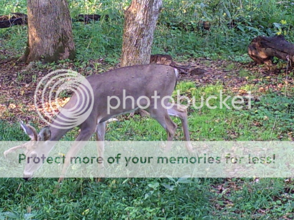 Ugly Buck Thread | Archery Talk Forum