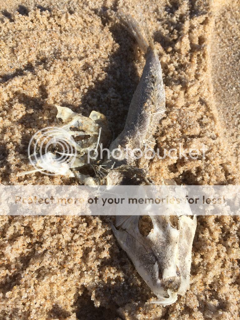 Scouting led to weird dead fish discovery | NorEast Fishing Forum