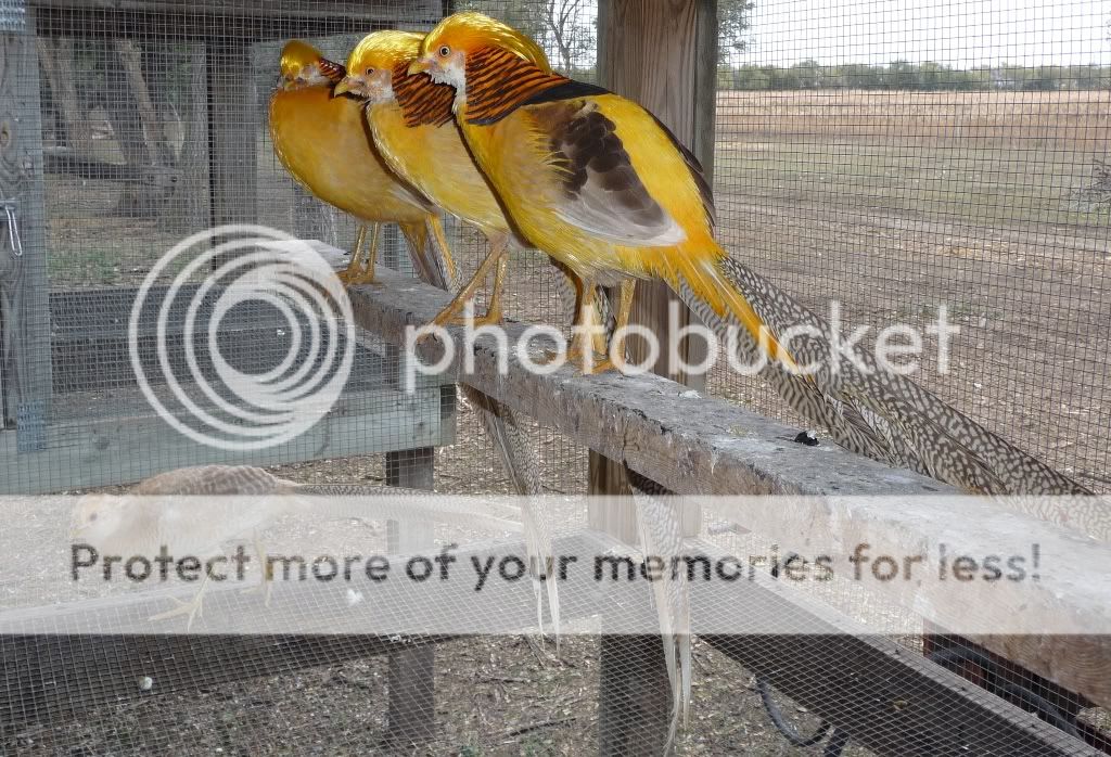 Anyone have Golden Pheasant mutations- Pics | Page 13 | BackYard ...