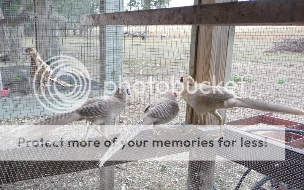 Anyone have Golden Pheasant mutations- Pics | Page 13 | BackYard ...