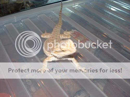 Disabled database Part 1 (Is my lizard blind? | Reptile Forums