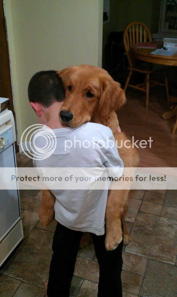 Golden Hug? | Golden Retriever Dog Forums