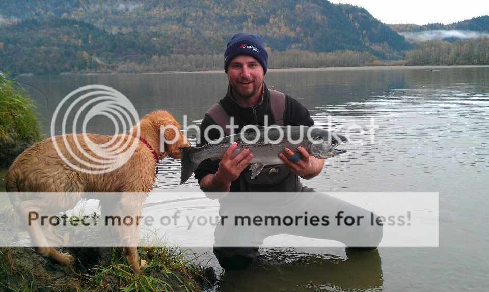 My Little Fisher Dog! | Golden Retriever Dog Forums